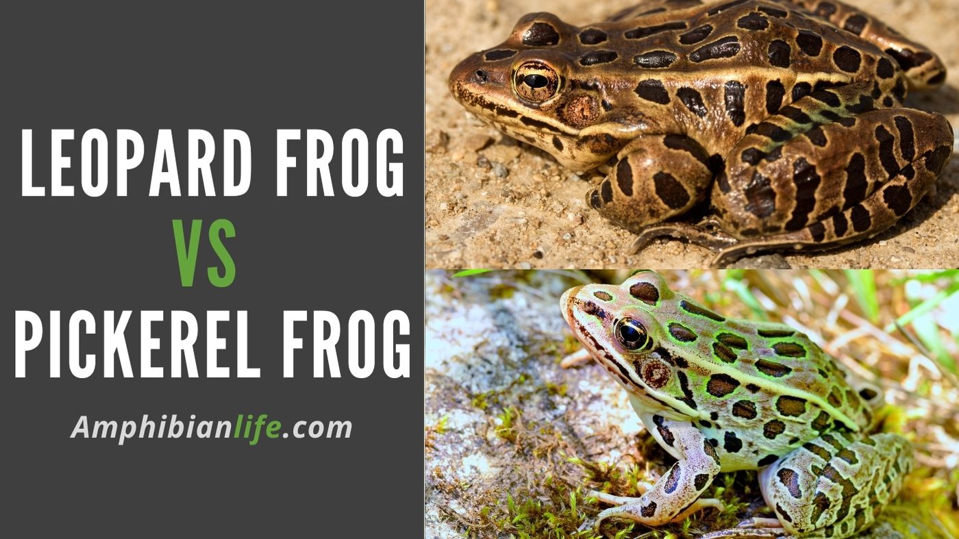 Leopard Frog vs Pickerel Frog (Do You Know The Differences?) - Amphibian Life