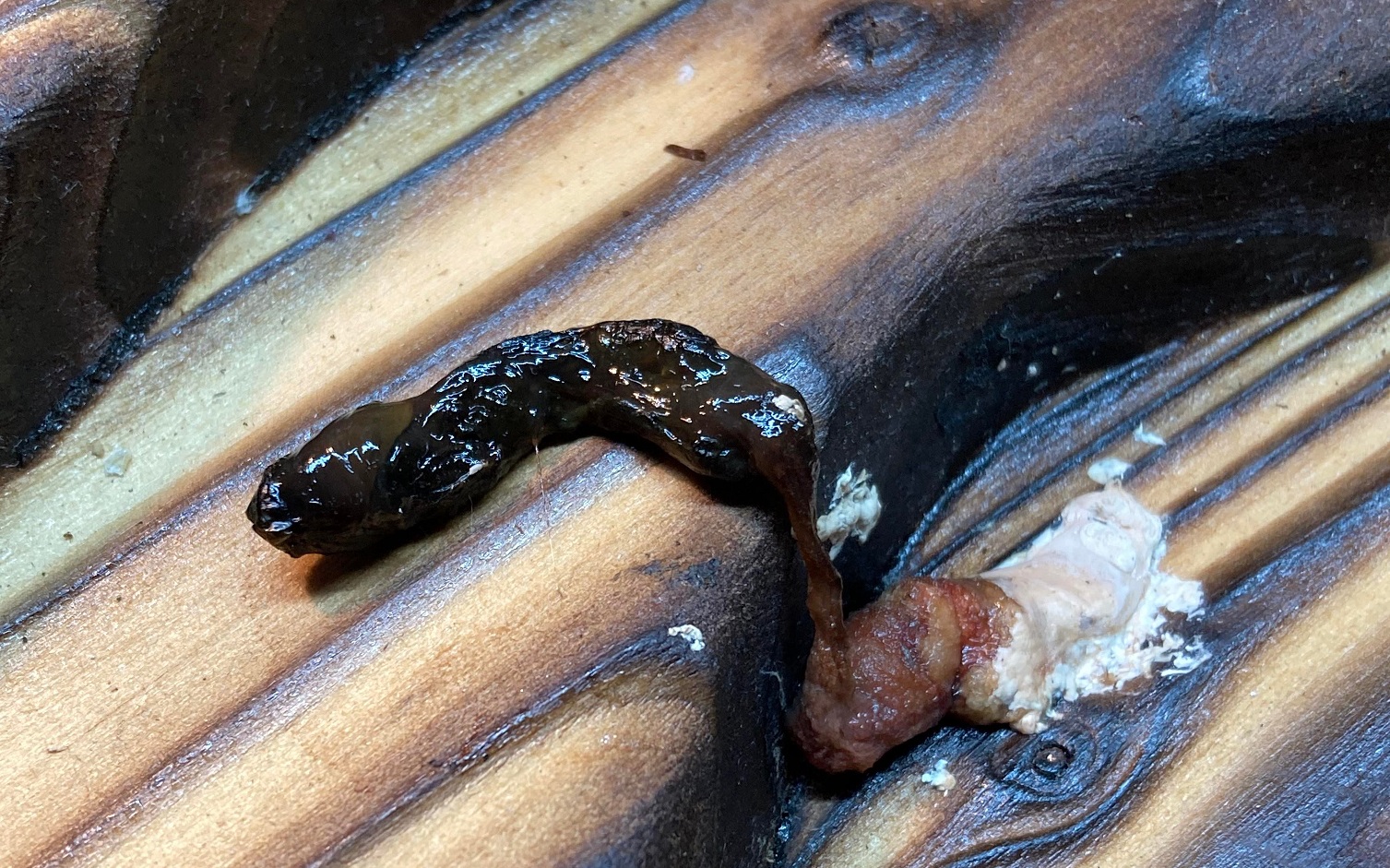 What Does A Bearded Dragon Poop Look Like?+ Pictures - Amphibian Life