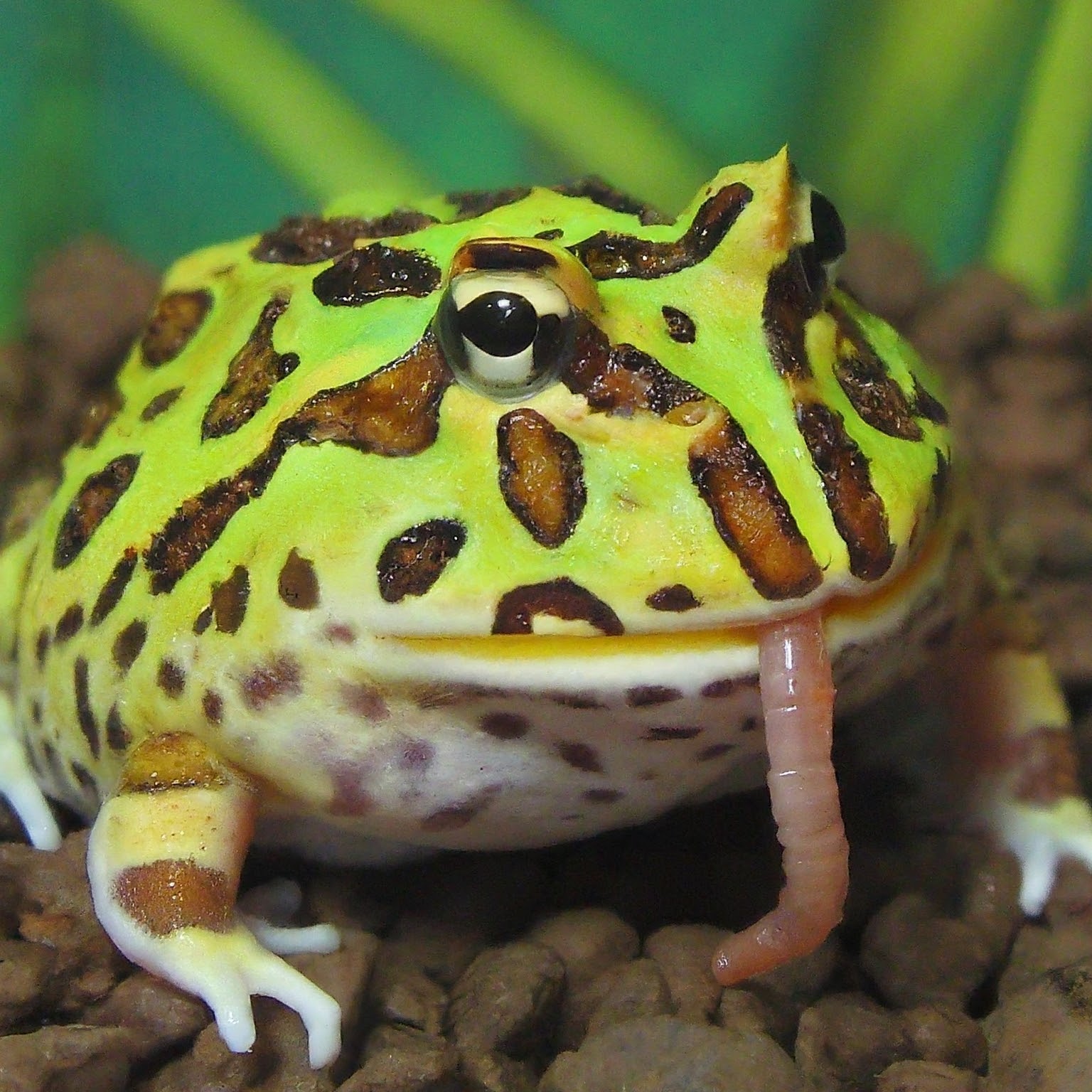 Do Pacman Frogs Bite? Does It Hurt? (They Have Teeth?) - Amphibian Life