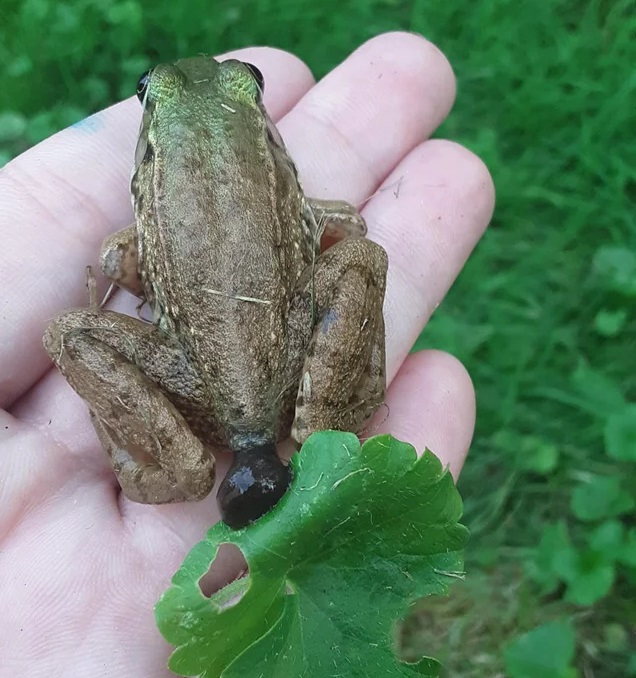 What Does Frog Poop Look Like (You May Be Surprised) - Amphibian Life