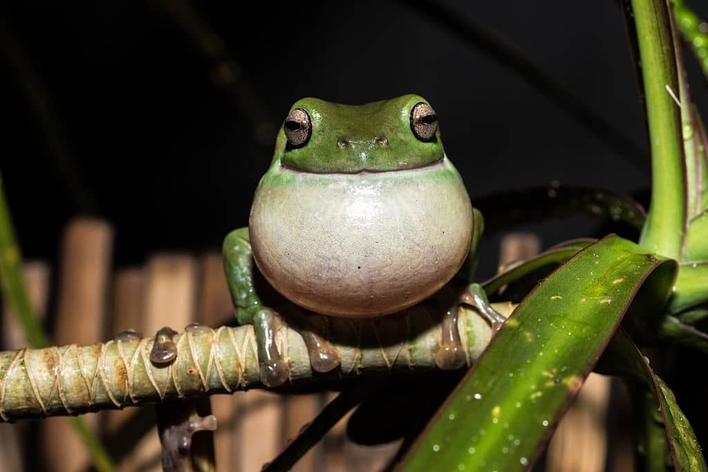 Why Do Frogs Croak? (And How Do Frogs Croak?) - Amphibian Life