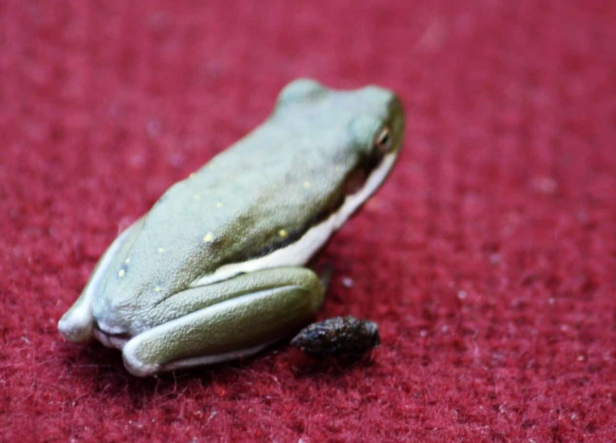 What Does Frog Poop Look Like (You May Be Surprised) - Amphibian Life