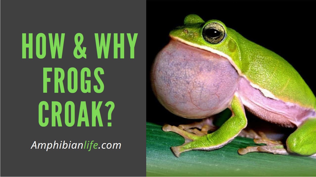 Why Do Frogs Croak? (And How Do Frogs Croak?) - Amphibian Life