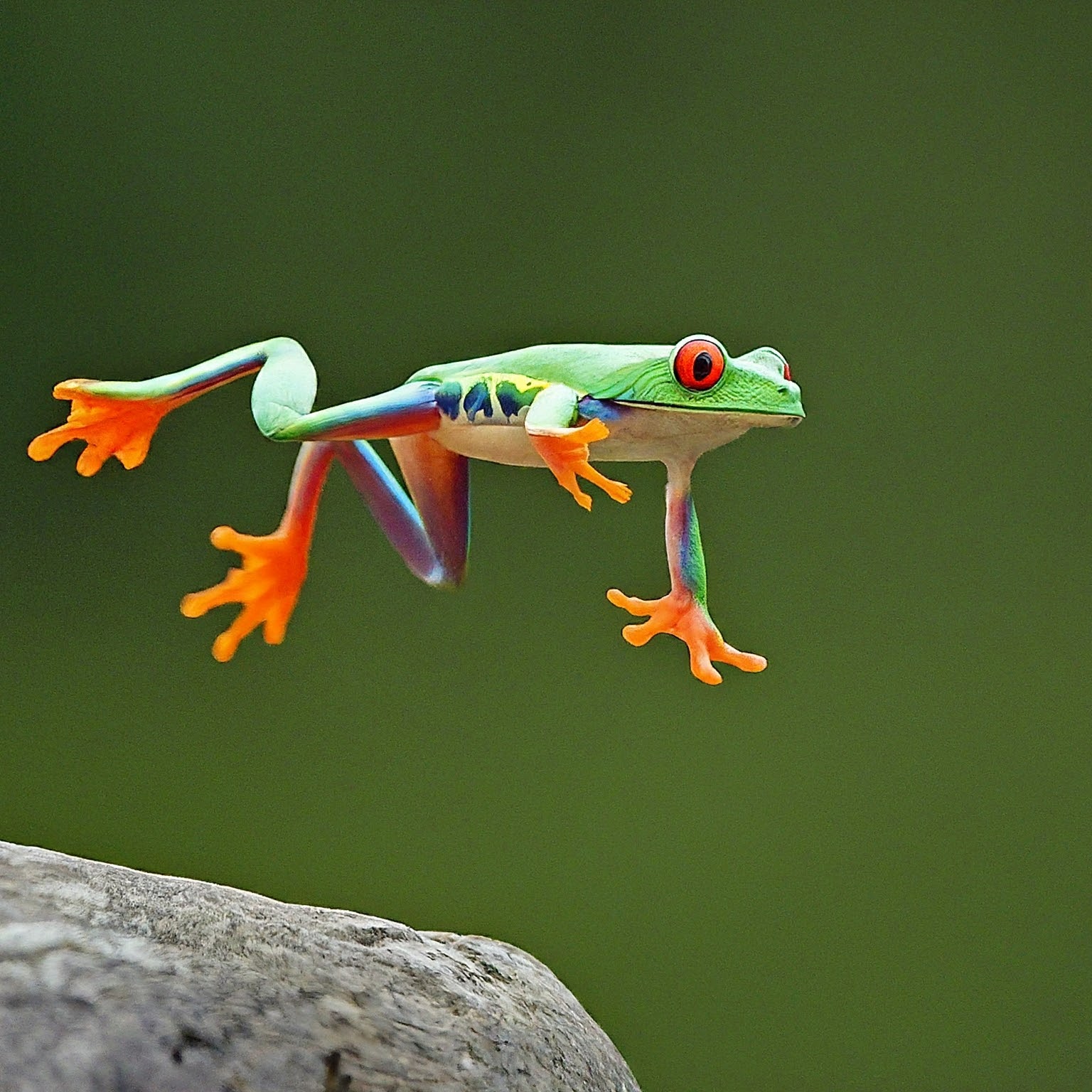 How High Can A Frog Jump? (And How They Do It) - Amphibian Life
