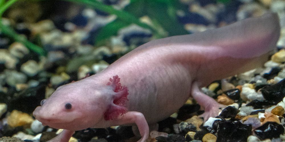 Can Axolotls Survive Out Of Water? Guide 101 - Amphibian Life