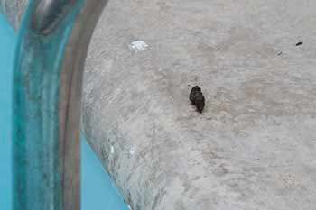 What Does Frog Poop Look Like (You May Be Surprised) - Amphibian Life