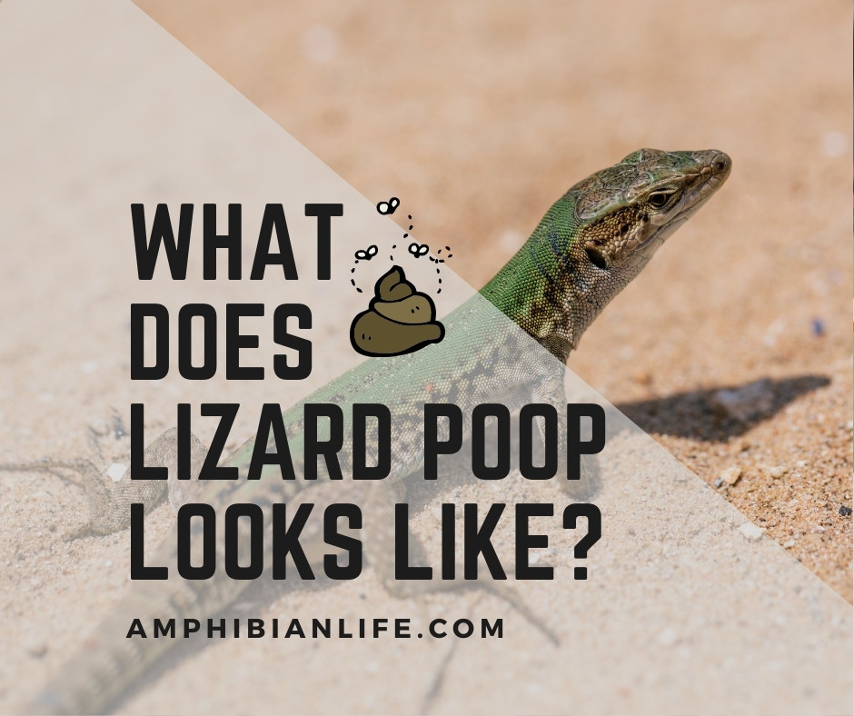 What Does Lizard Poop Look Like?+Pictures - Amphibian Life