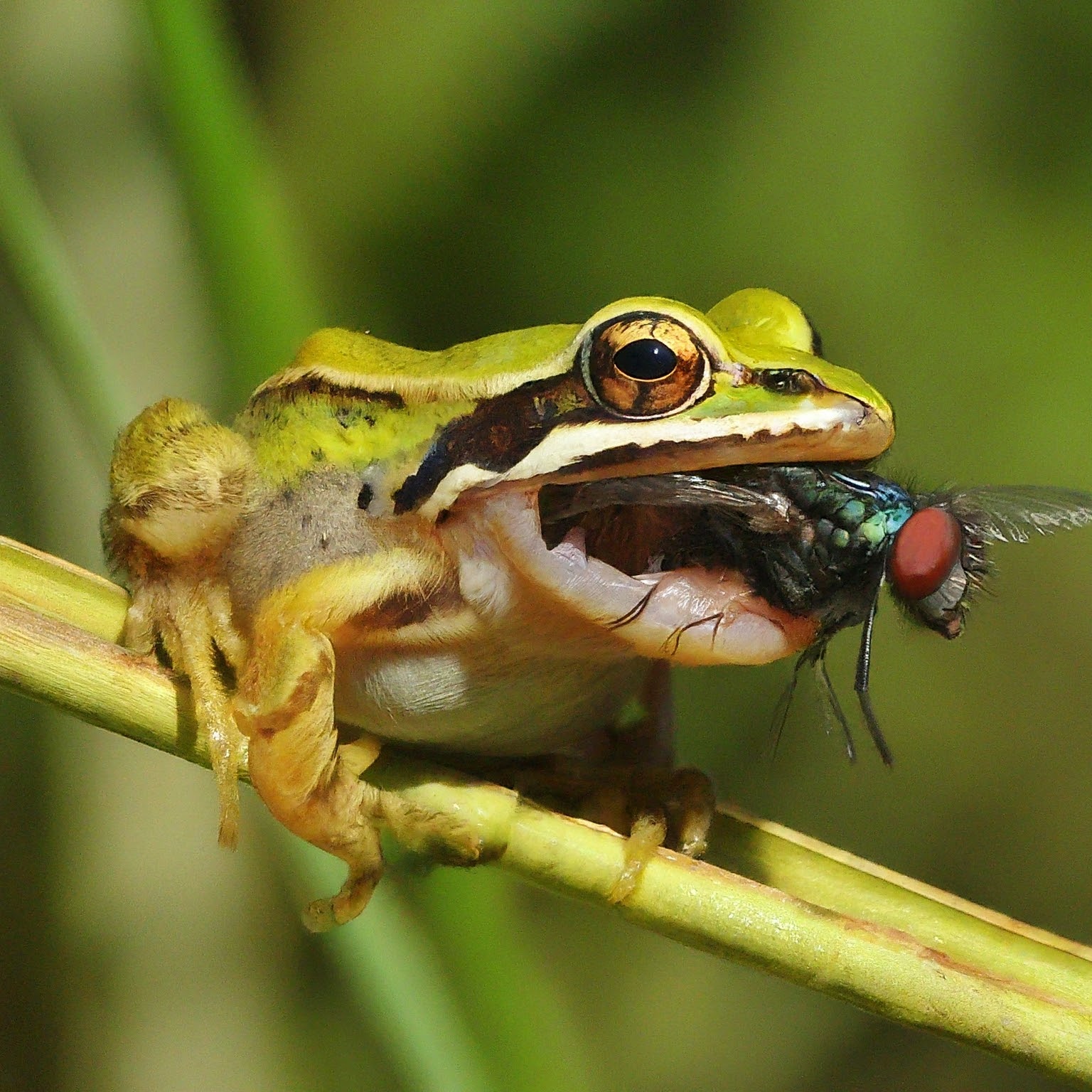 My Frog Won’t Eat: What To Do If Your Frog’s Not Eating - Amphibian Life