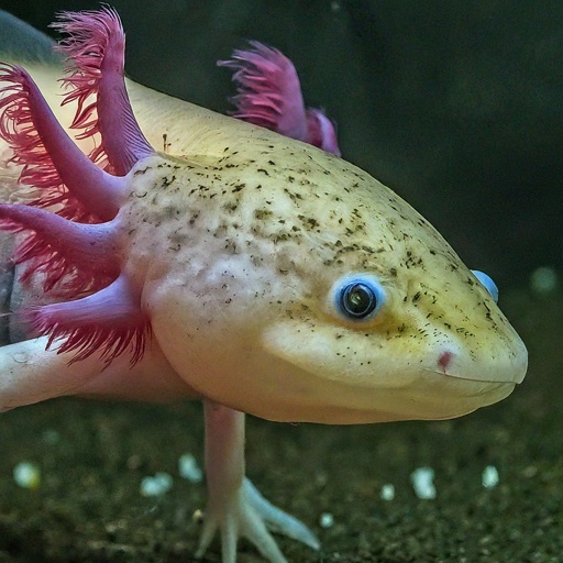 Axolotl Skin Peeling and Shedding [15 Reasons and Solutions ...