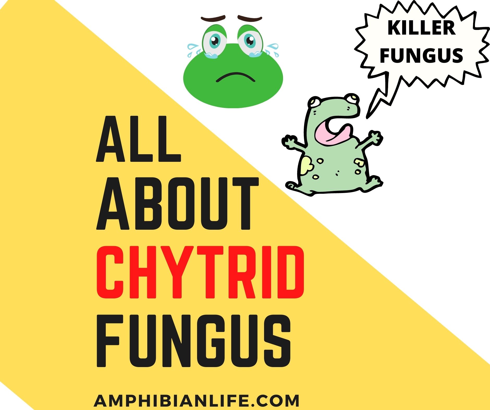 What is Chytrid Fungus? (Detection, Diagnosis and Prevention ...