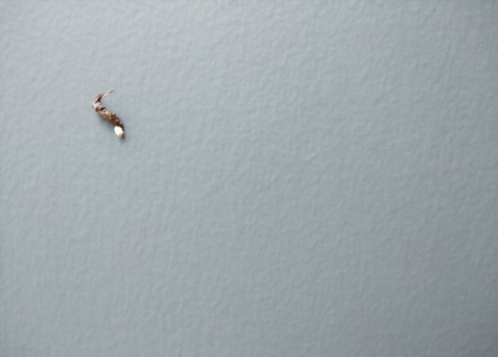 What Does Lizard Poop Look Like?+Pictures - Amphibian Life