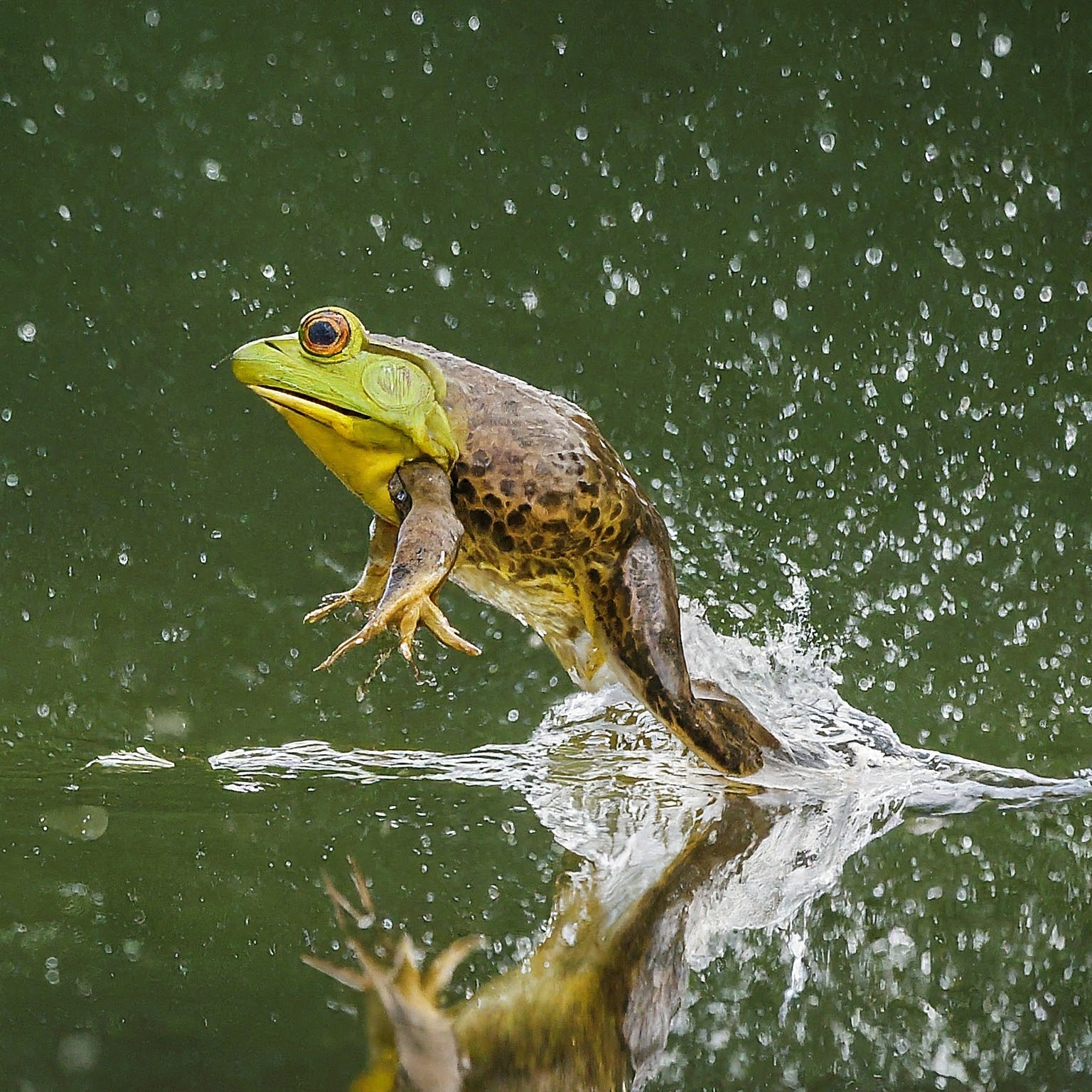 How High Can A Frog Jump? (And How They Do It) - Amphibian Life