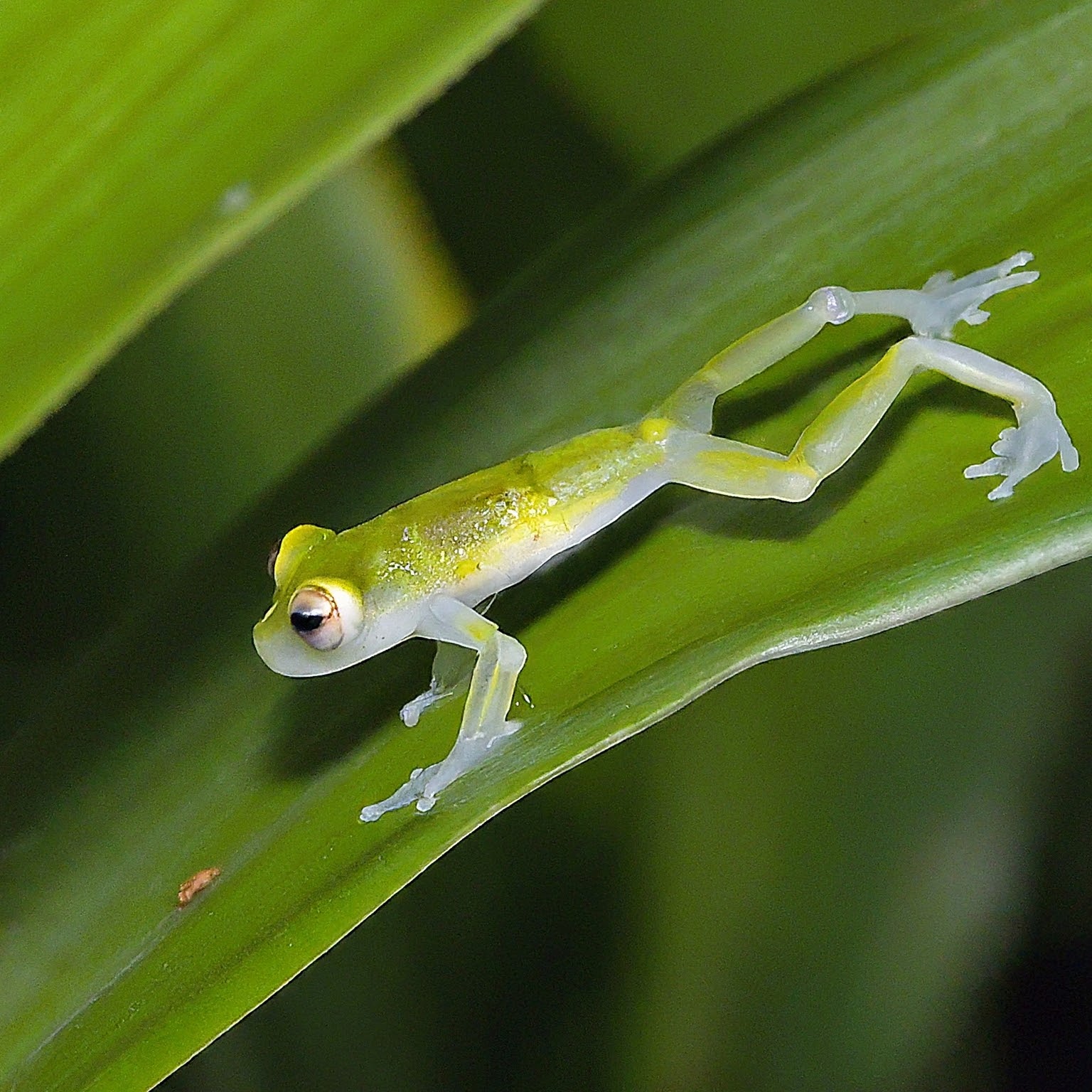 How High Can A Frog Jump? (And How They Do It) - Amphibian Life