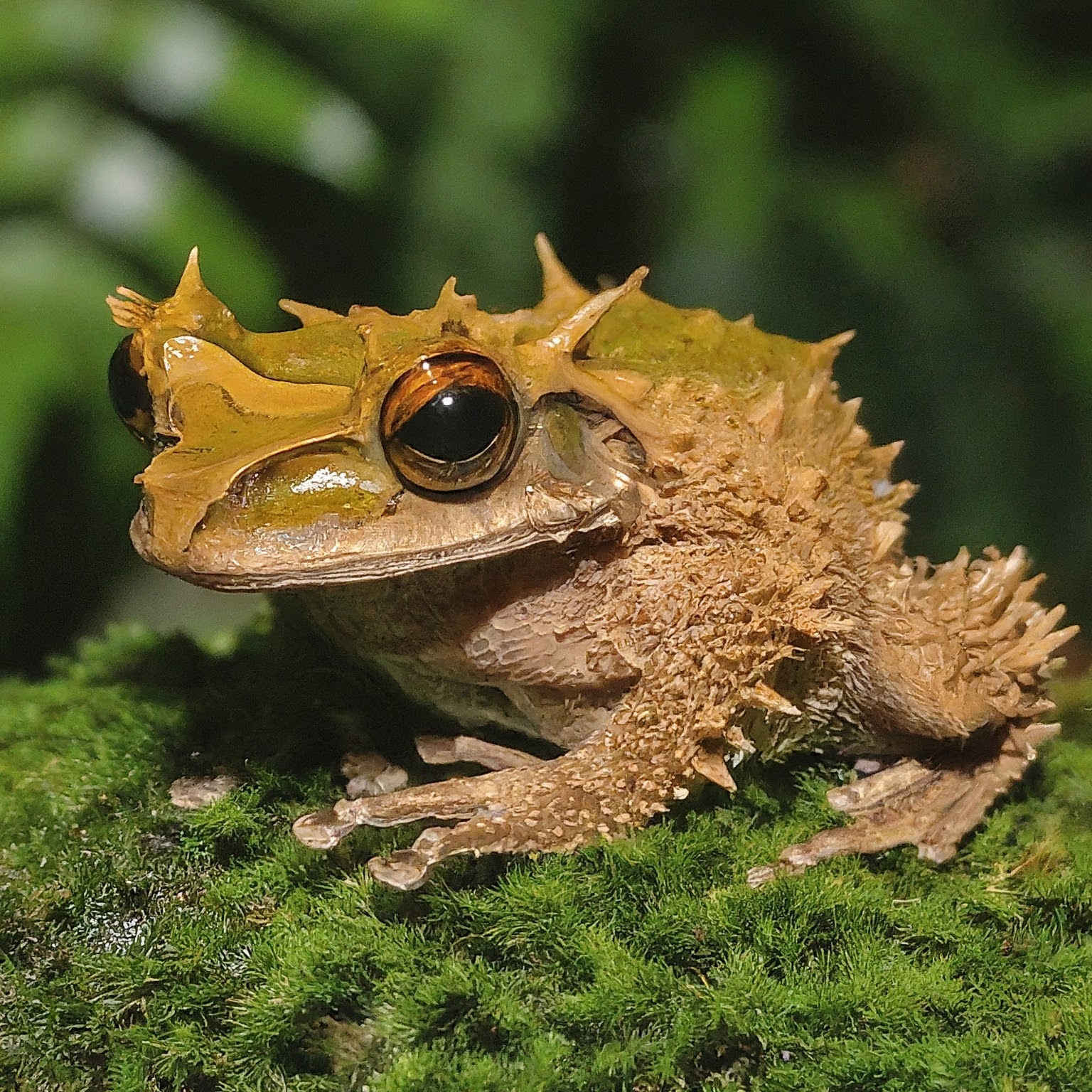 Do Frogs Have Hair? (And If Not, Why Not?) - Amphibian Life