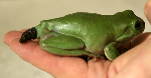 What Does Frog Poop Look Like (You May Be Surprised) - Amphibian Life