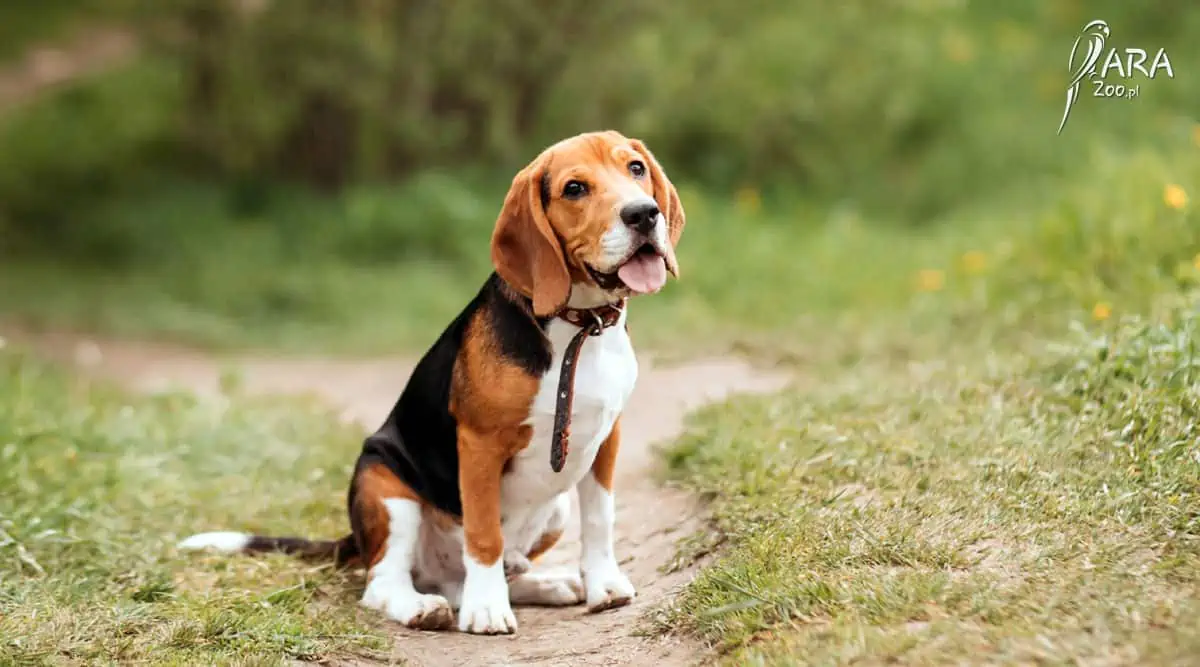 Pies beagle Cena Charakter Żywienie Sprawdź najważniejsze informacje