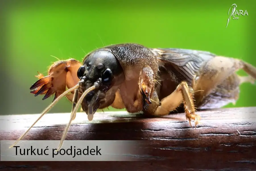 Turkuć podjadek Zwalczanie Larwy Ugryzienie Co jedzą turkucie podjadki