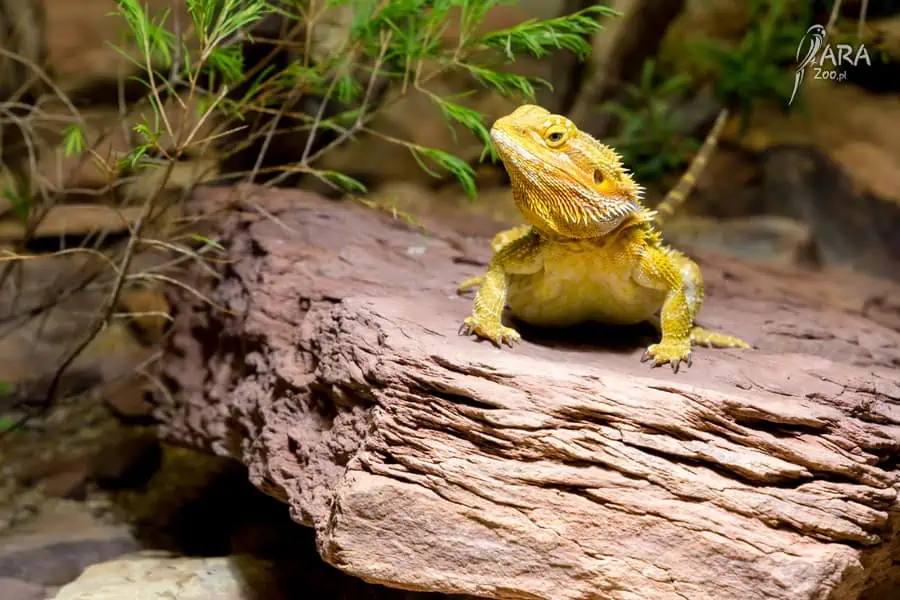 Agama brodata – poznaj tajniki hodowli! Jakie terrarium dla agamy