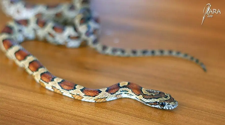 Wąż zbożowy cena Terrarium Odmiany Co je Ile żyją domowe węże