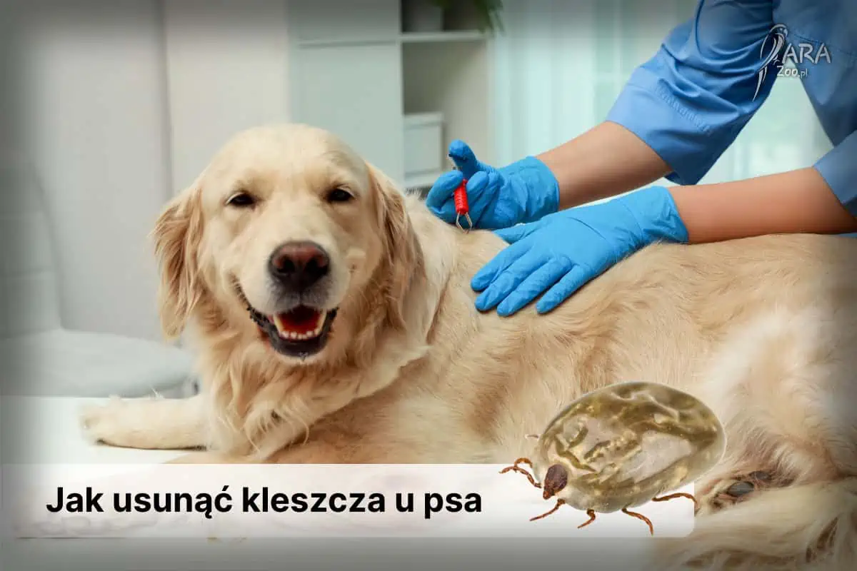 Kleszcz u psa — jak usunąć? Czy obroża na kleszcze dla psów działa?