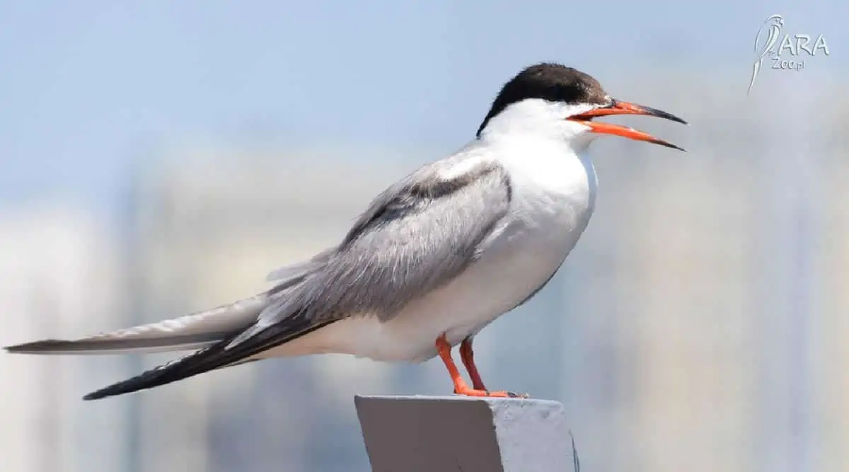 Mewy w Polsce — Sprawdź co je i jak wygląda mewa śmieszka i inne