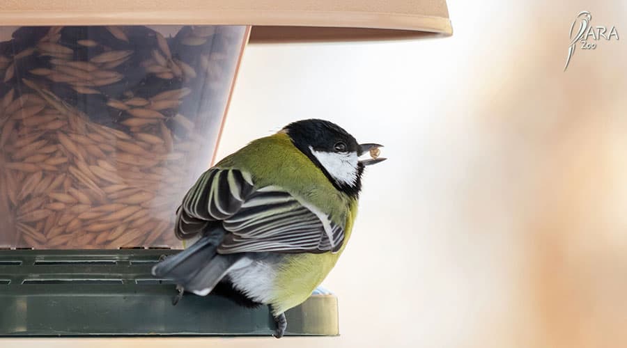 Sikorki w Polsce Co jedzą Jak wygląda sikorka bogatka, uboga i modra