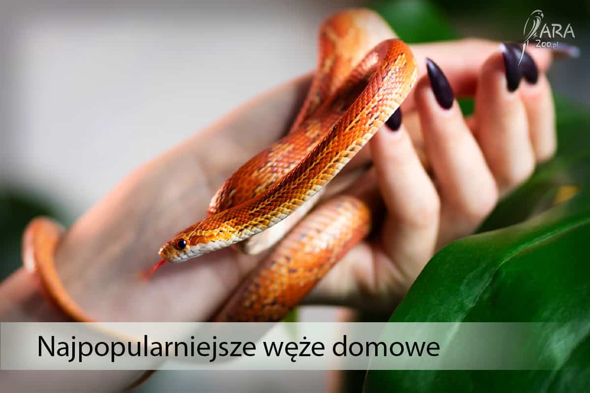 Węże domowe — poznaj 3 najpopularniejsze gatunki