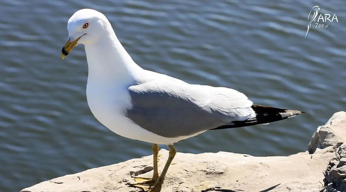 Mewy w Polsce — Sprawdź co je i jak wygląda mewa śmieszka i inne