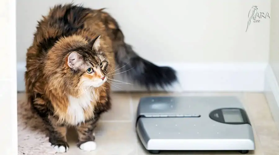 Majkun koty Maine coon cena Wielkość Charakter Hodowla Żywienie opieka