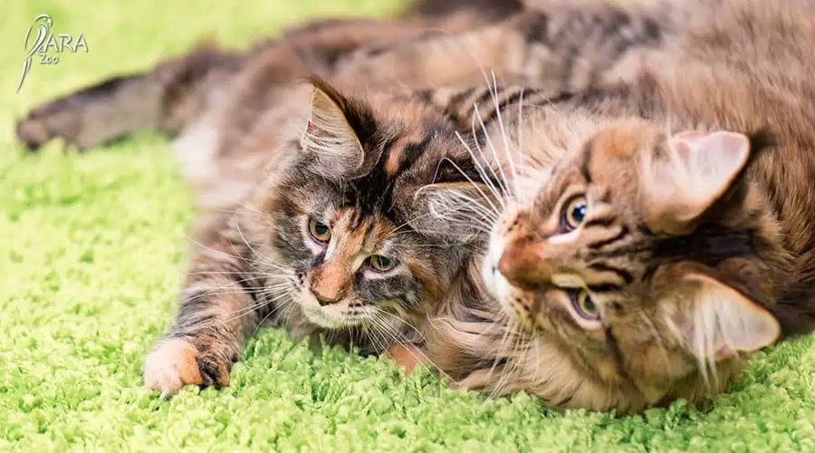Majkun koty Maine coon cena Wielkość Charakter Hodowla Żywienie opieka