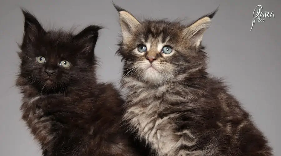 Majkun koty Maine coon cena Wielkość Charakter Hodowla Żywienie opieka