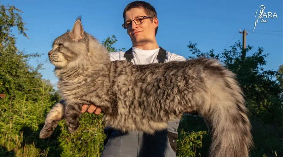 Majkun koty Maine coon cena Wielkość Charakter Hodowla Żywienie opieka