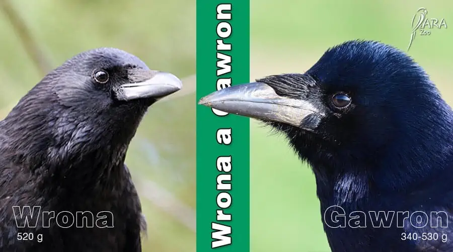 Wrona siwa, czarna i orientalna - ptaki krukowate w Polsce