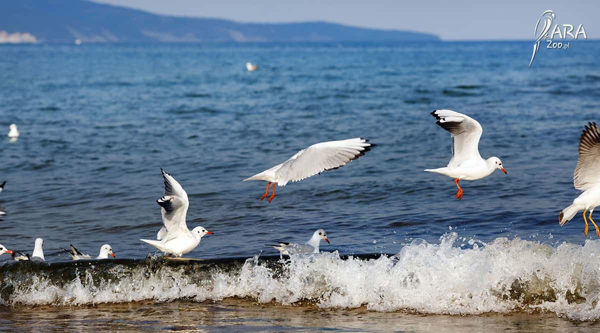 Mewy w Polsce — Sprawdź co je i jak wygląda mewa śmieszka i inne