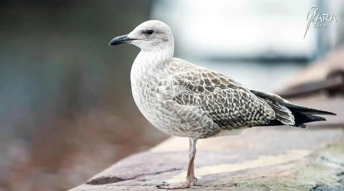 Mewy w Polsce — Sprawdź co je i jak wygląda mewa śmieszka i inne