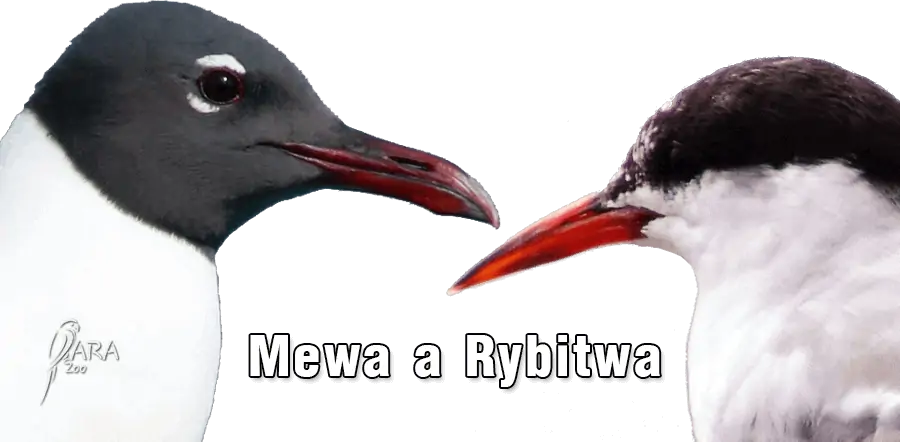 Mewy w Polsce — Sprawdź co je i jak wygląda mewa śmieszka i inne