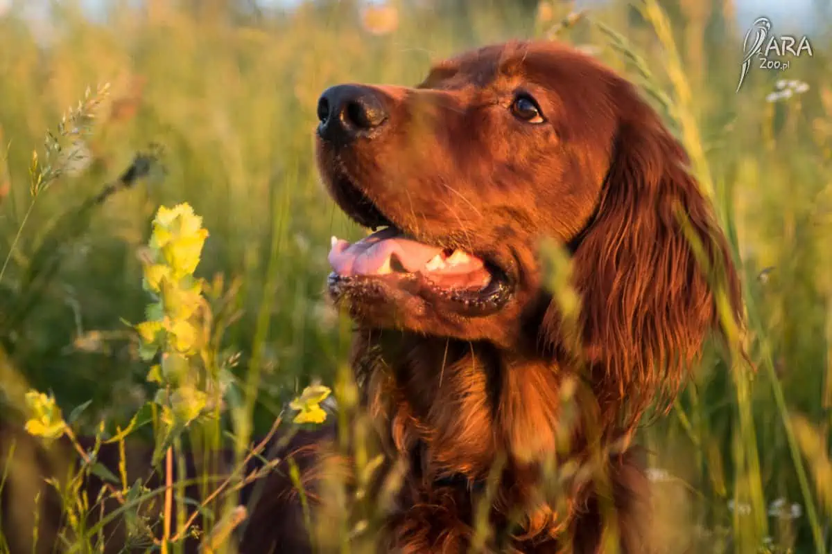 Pies z długimi uszami. Poznaj 10 ras psów o długich uszach. Zobacz