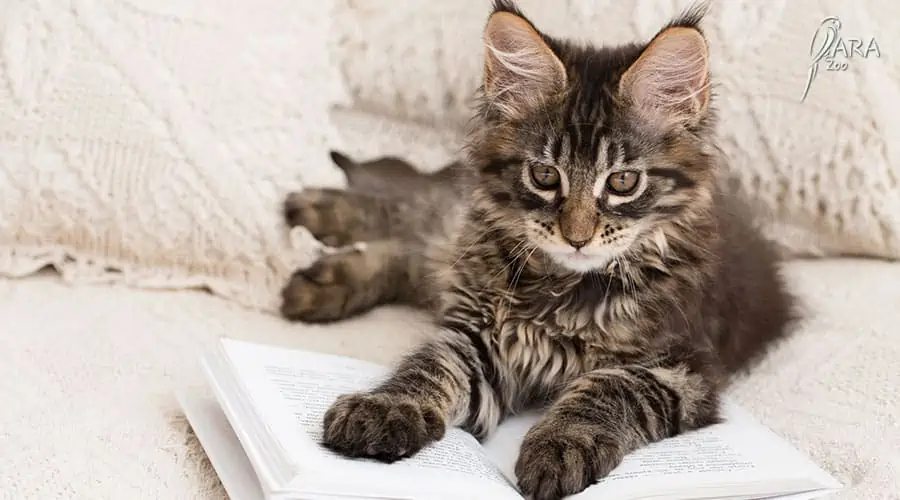 Majkun koty Maine coon cena Wielkość Charakter Hodowla Żywienie opieka