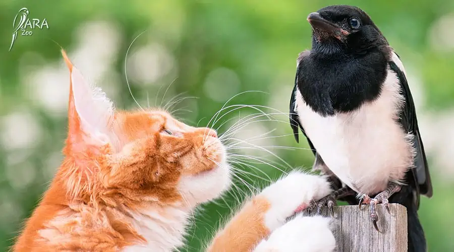 Majkun koty Maine coon cena Wielkość Charakter Hodowla Żywienie opieka