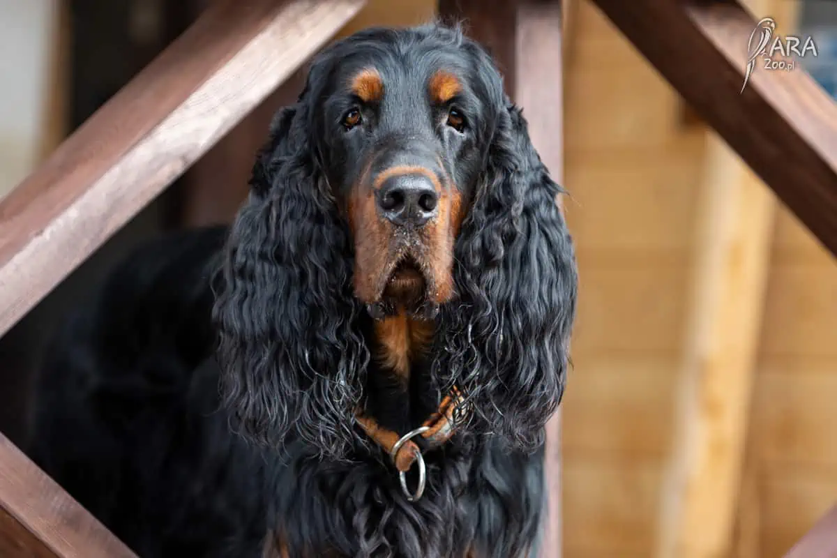 Pies z długimi uszami. Poznaj 10 ras psów o długich uszach. Zobacz