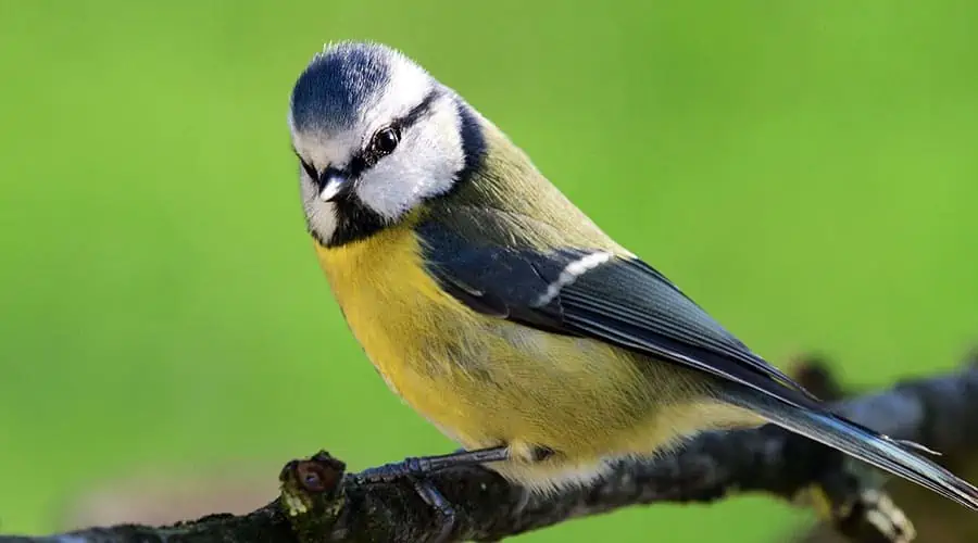 Sikorki w Polsce Co jedzą Jak wygląda sikorka bogatka, uboga i modra