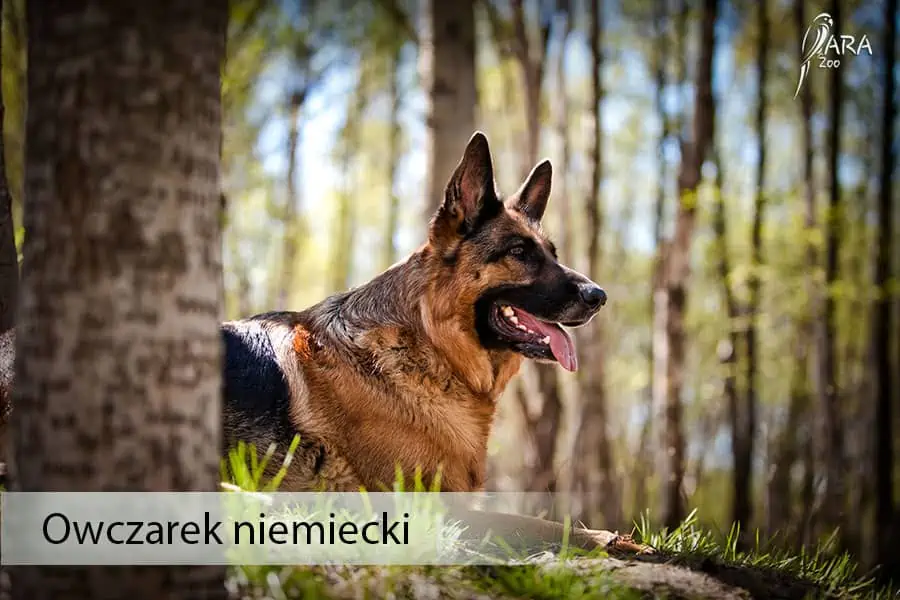 🐕 Owczarek niemiecki długowłosy Krótkowłosy wilczur cena hodowla Czarny