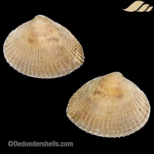 Veneridae Archives - De Donder Shells