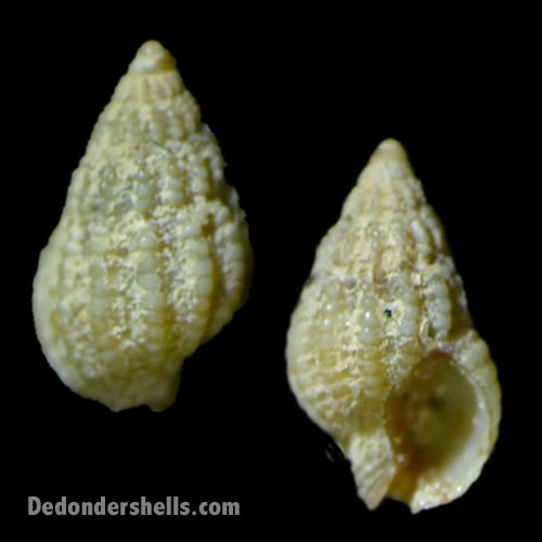 Nassariidae Archives - Page 2 of 3 - De Donder Shells