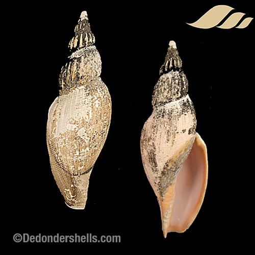 Volutidae Archives - Page 3 of 3 - De Donder Shells