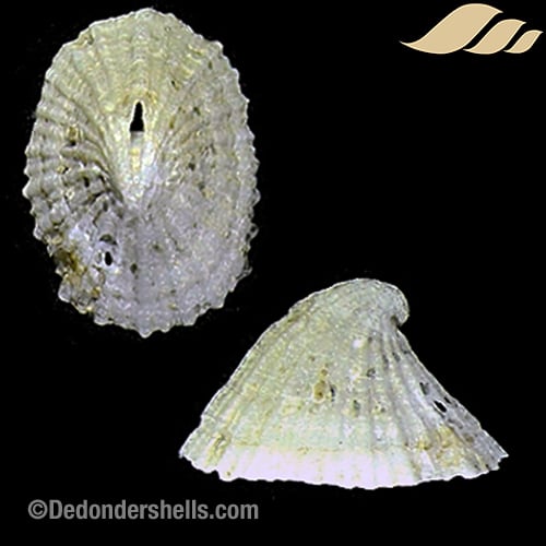 Shop - De Donder Shells
