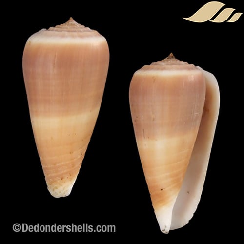 Shop - Page 4 of 124 - De Donder Shells