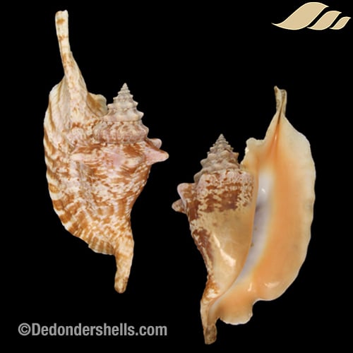 Strombidae Archives - De Donder Shells