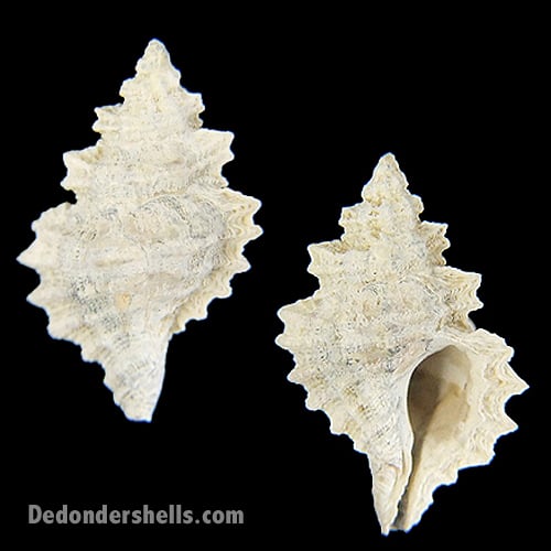 Muricidae Archives - Page 5 of 8 - De Donder Shells
