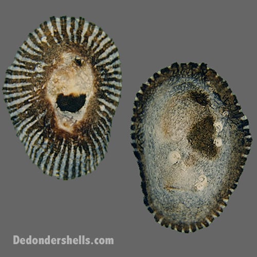 Siphonariidae Archives - De Donder Shells